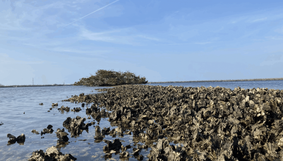 The need for freshwater flows during dry season - SANIBEL-CAPTIVA ...